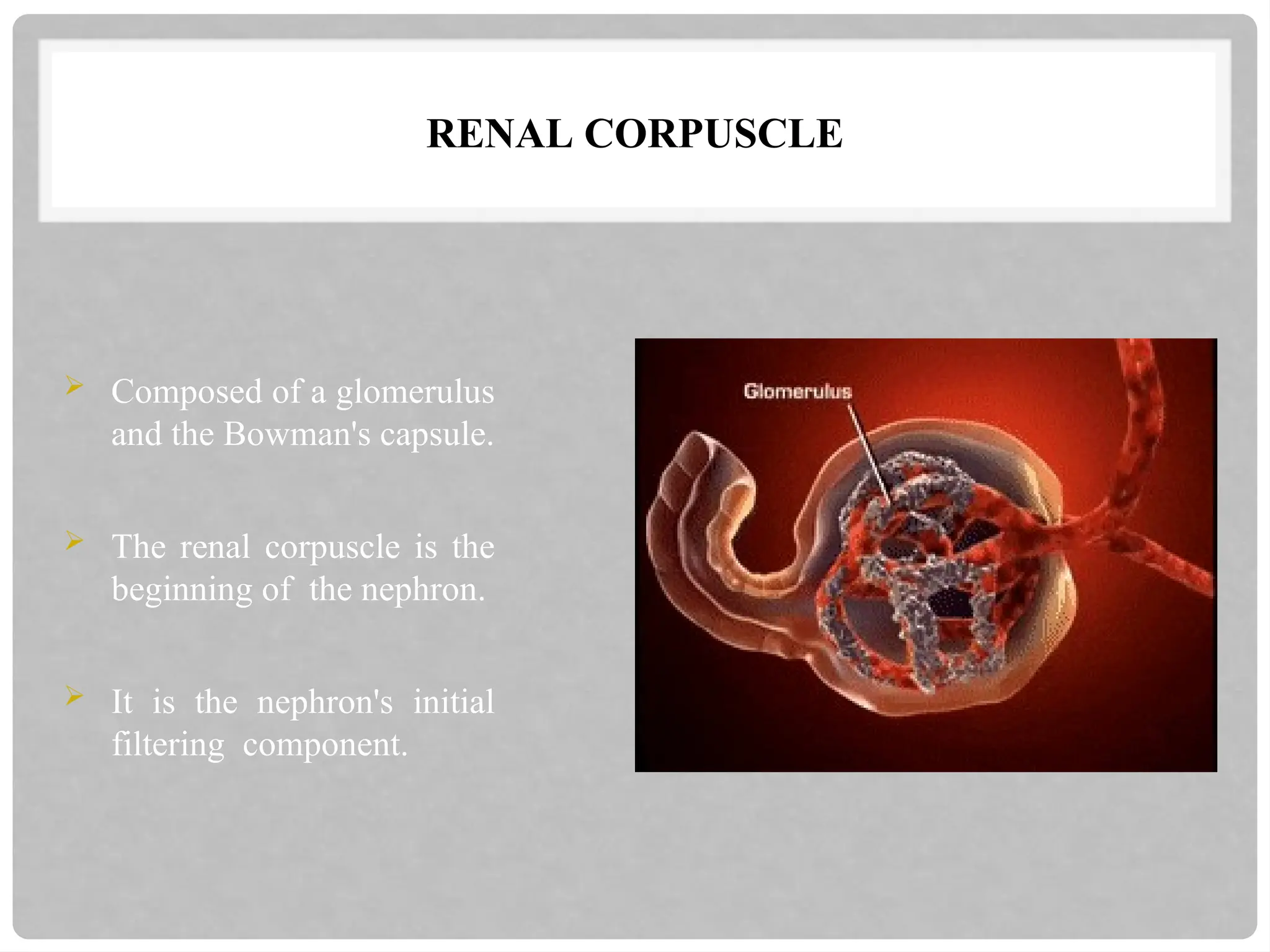 Genitourinary system Anatomy and Physiology. | PPTX