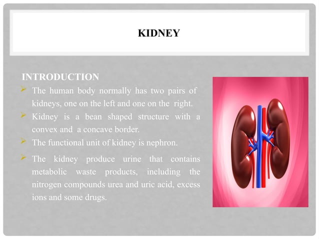 Genitourinary system Anatomy and Physiology. | PPTX