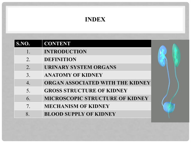 Genitourinary system Anatomy and Physiology. | PPTX