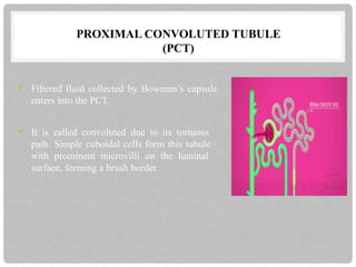 Genitourinary system Anatomy and Physiology. | PPTX