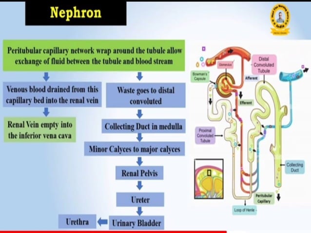 Genitourinary system Anatomy and Physiology. | PPTX