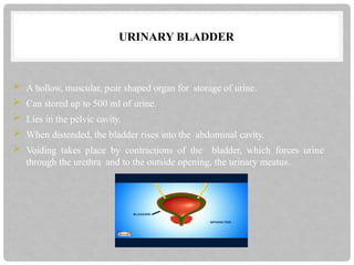 Genitourinary system Anatomy and Physiology. | PPTX