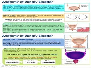 Genitourinary system Anatomy and Physiology. | PPTX