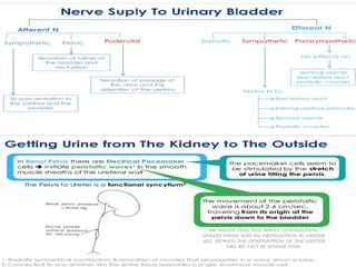 Genitourinary system Anatomy and Physiology. | PPTX