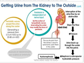 Genitourinary system Anatomy and Physiology. | PPTX