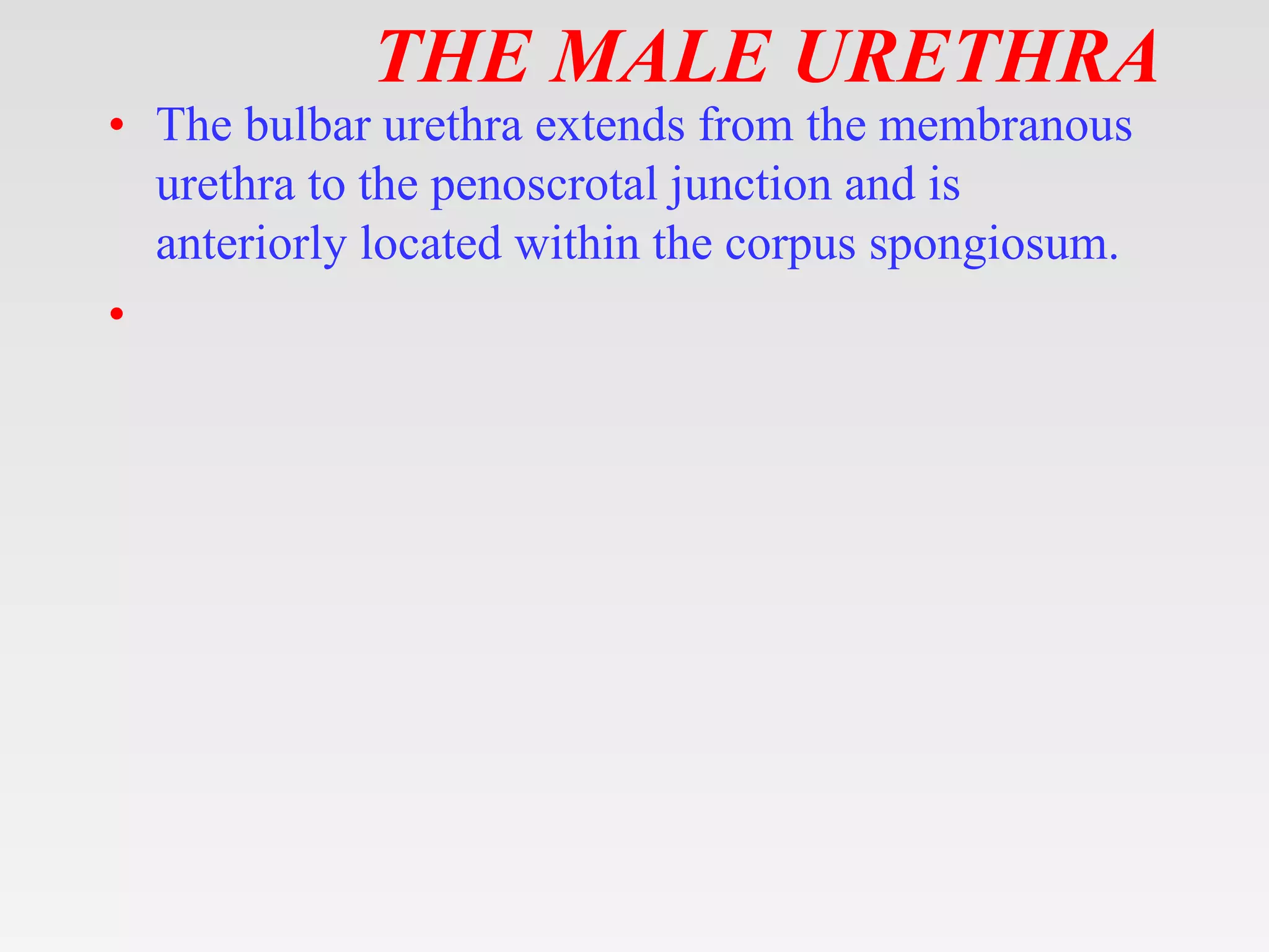Genitourinary system surgical antomy.pptx