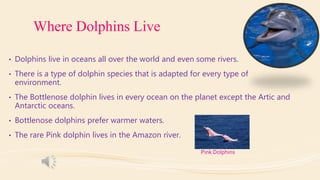 Genius hour dolphins | PPTX