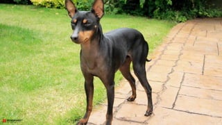 Genius house мс v.1.0 | PPT