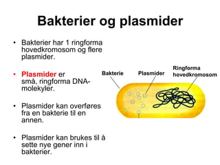 Genmodifiserte organismer | PPTX