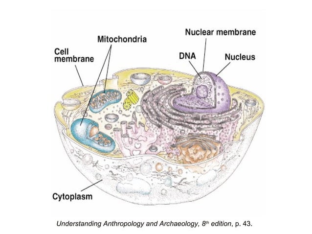 The Genographic Project | PPT
