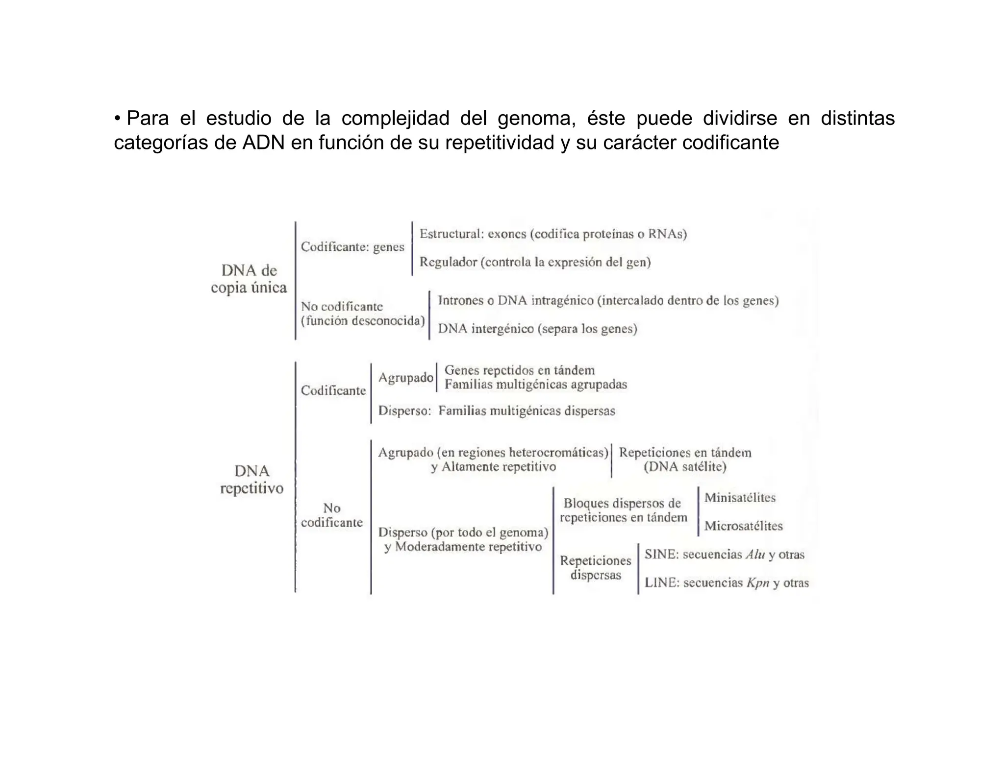 Genoma-eucariota biologia molecular del gen | PPT