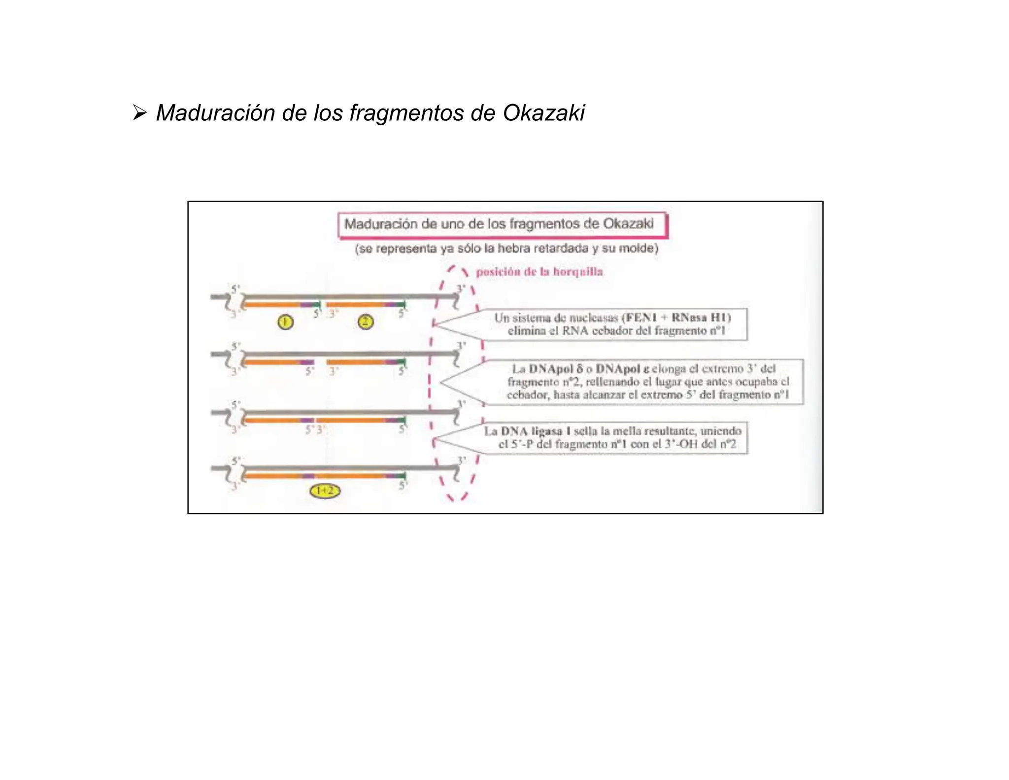 Genoma-eucariota biologia molecular del gen | PPT
