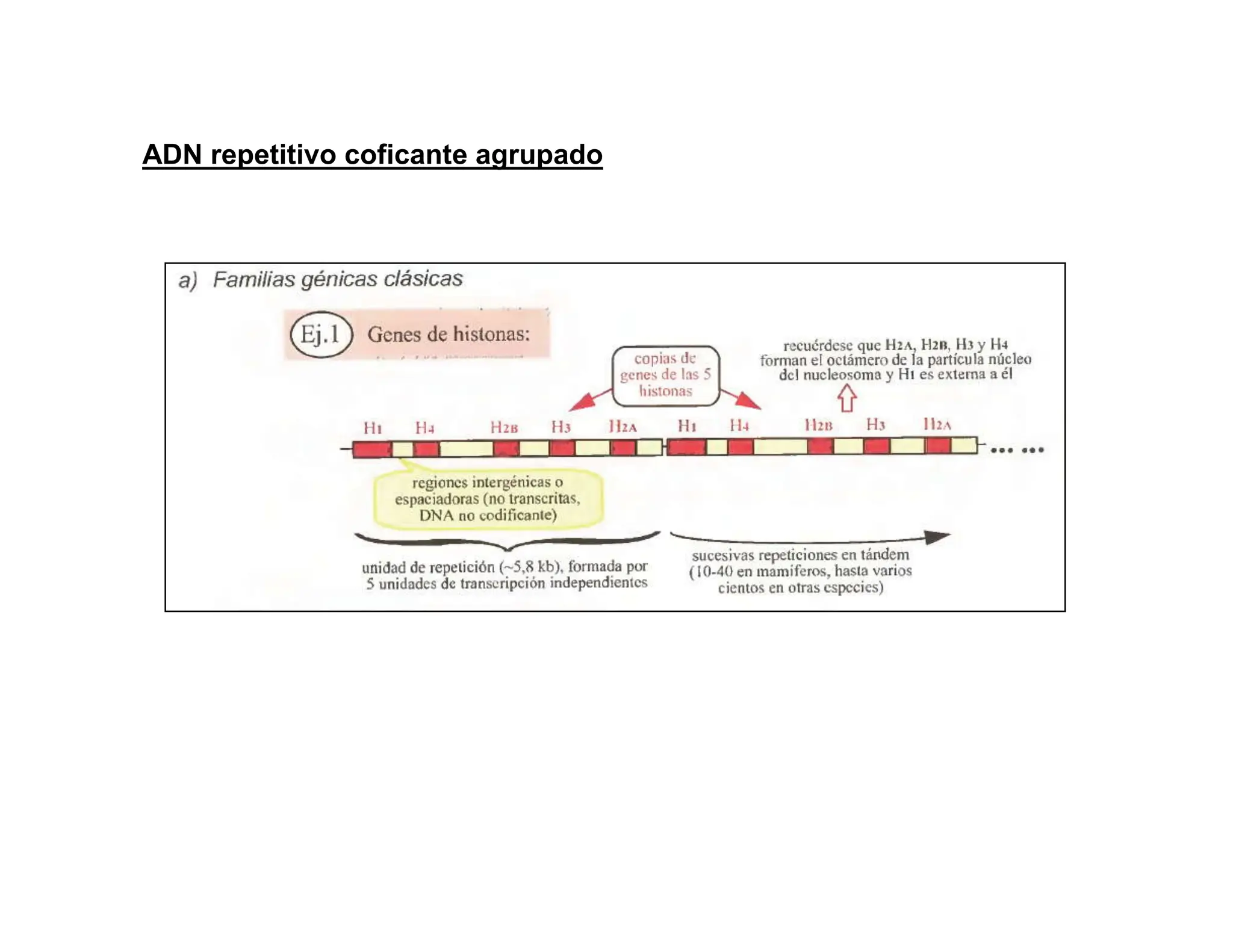 Genoma-eucariota biologia molecular del gen | PPT