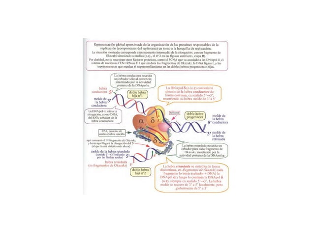 Genoma-eucariota biologia molecular del gen | PPT