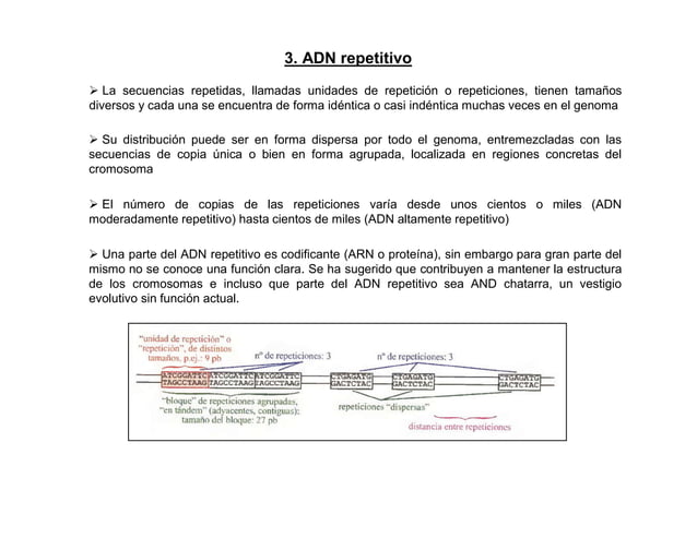 Genoma-eucariota biologia molecular del gen | PPT
