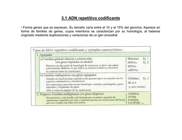 Genoma-eucariota biologia molecular del gen | PPT