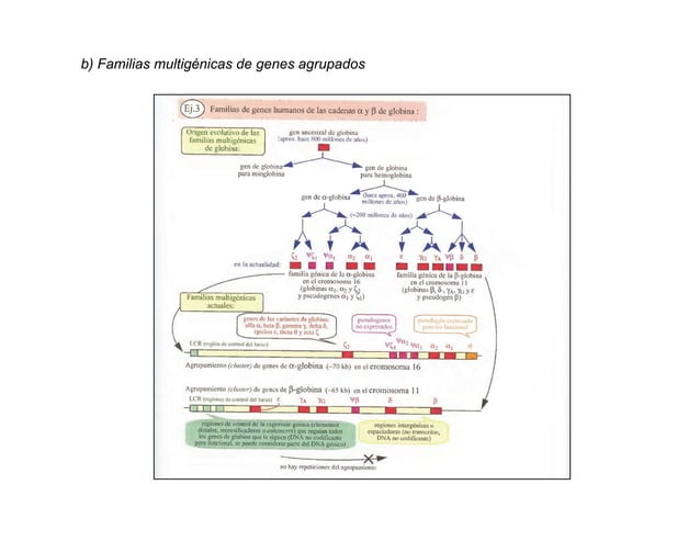 Genoma-eucariota biologia molecular del gen | PPT