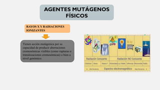 Genoma bacteriano y sus mutaciones | PDF