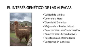 Genoma de la Alpaca, curso de genetica animal | PPTX