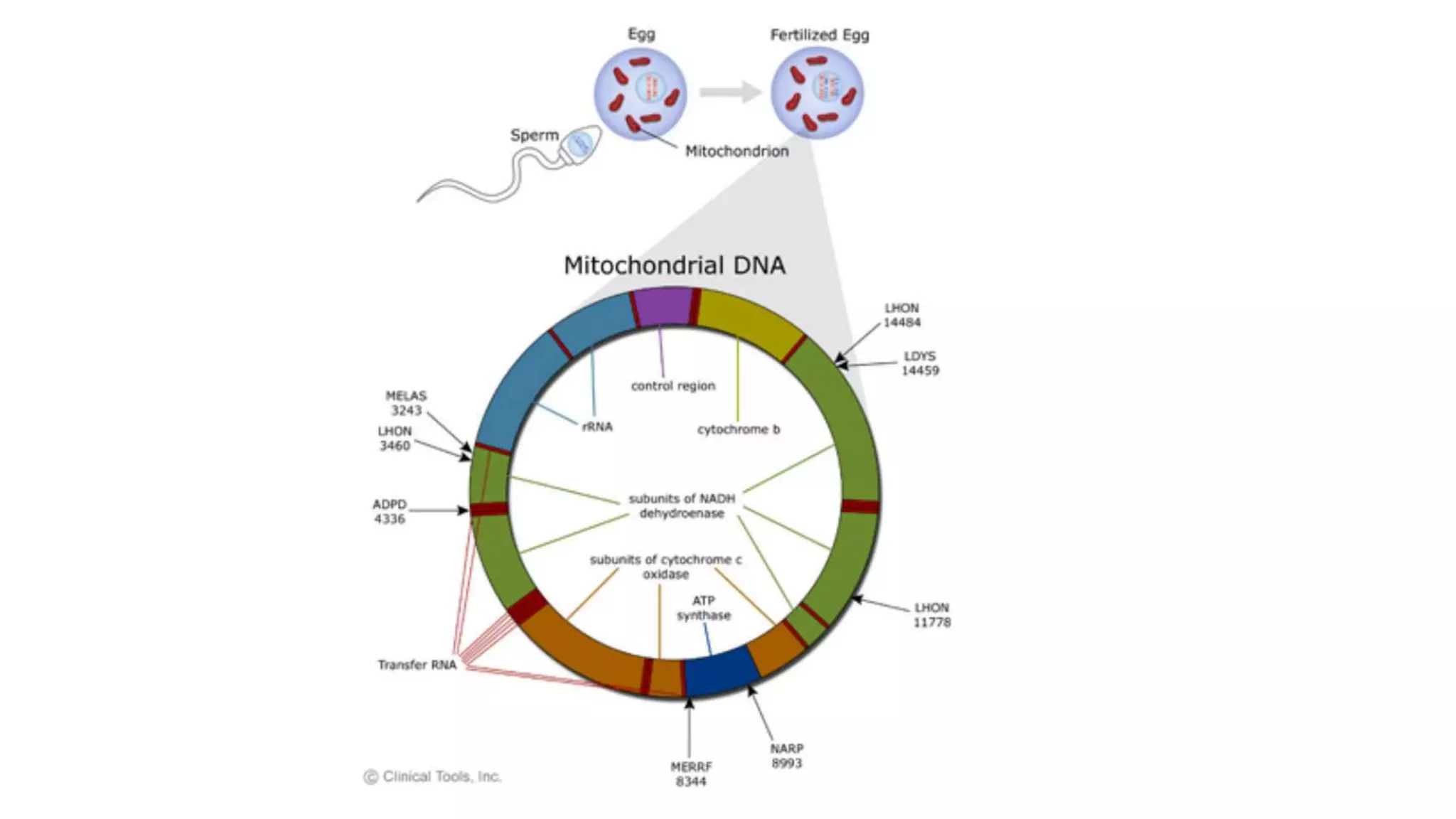 Genoma mitocondrial | PPT