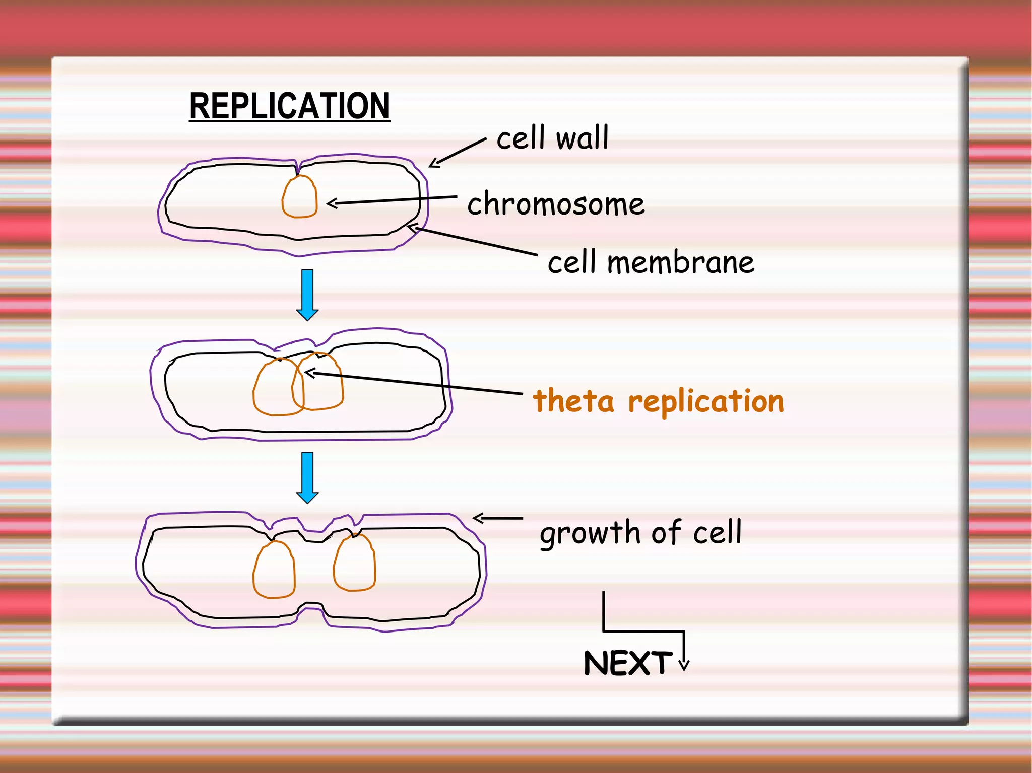 Describe - Bacterial Genome | PPT