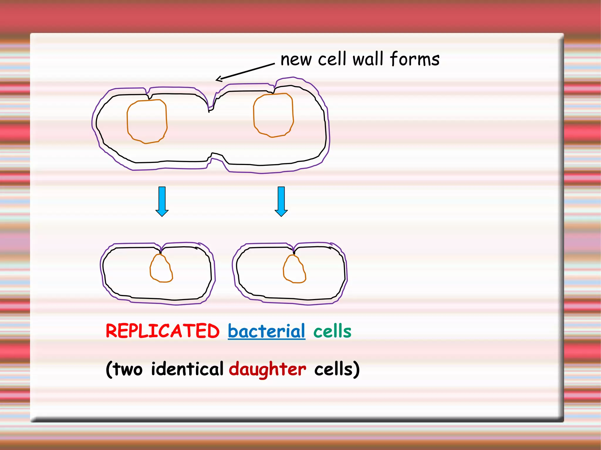 Describe - Bacterial Genome | PPT