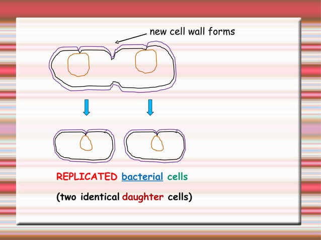 Describe - Bacterial Genome | PPT | Genetics | Science