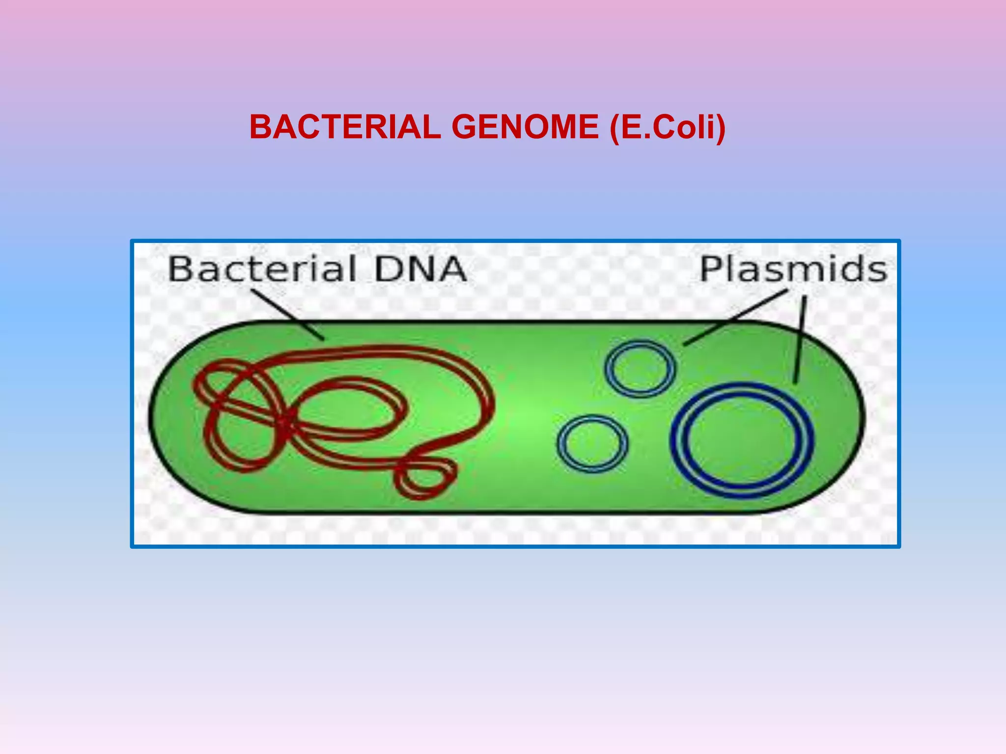 Genome concept, types, and function | PPTX