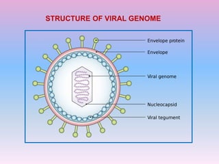 Genome concept, types, and function | PPTX