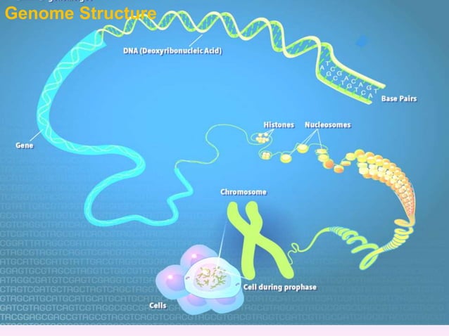 Genome concept, types, and function | PPTX | Biological Sciences | Science