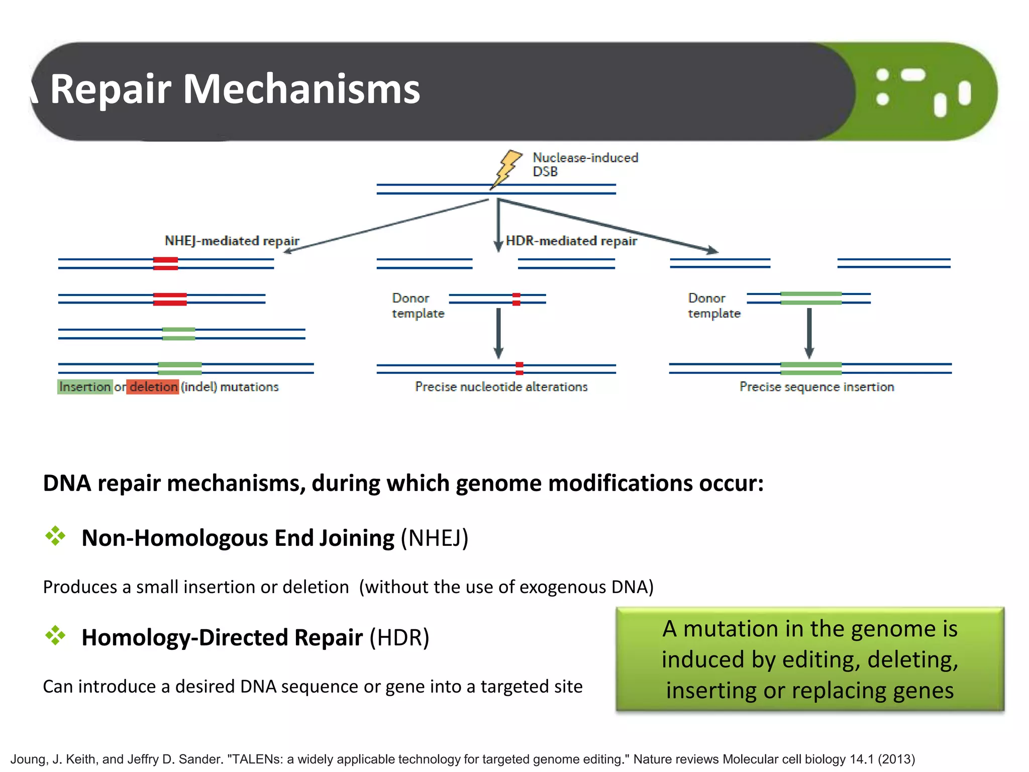Genome-editing-in-plants_FilipaLara.pptx