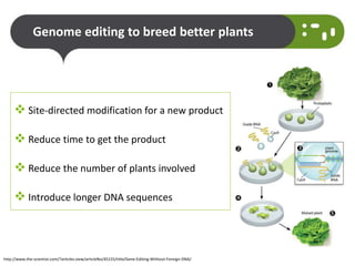 Genome-editing-in-plants_FilipaLara.pptx