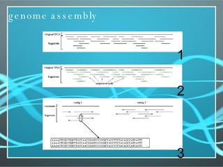 Genome Sequencing Project | PPT