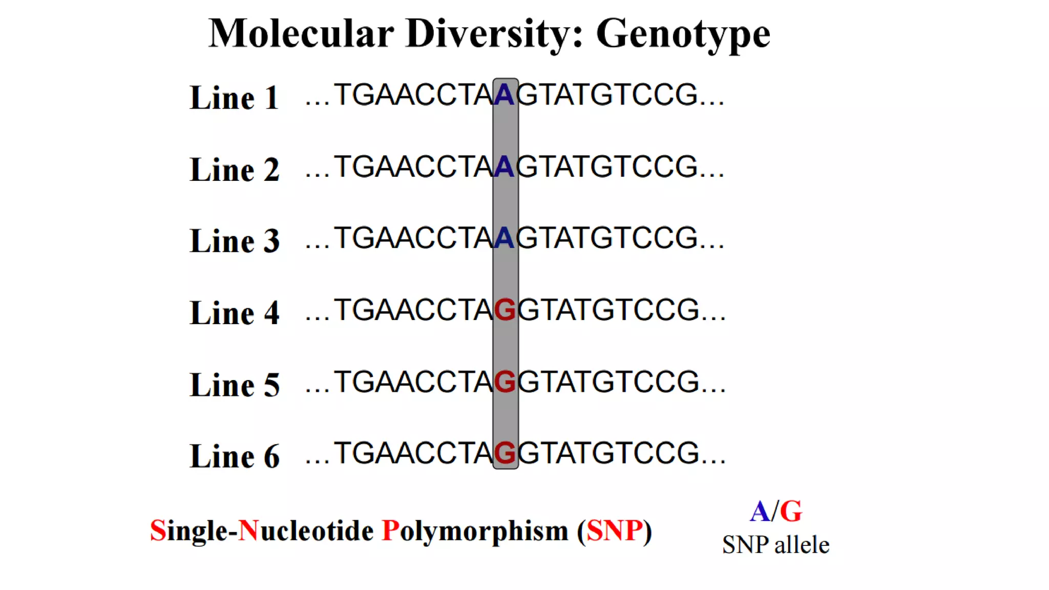 Genome Wide Association Mapping Ppt