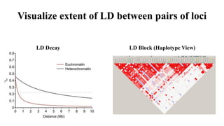 Genome wide association mapping | PDF