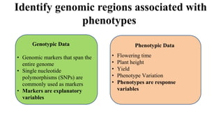 Genome wide association mapping | PDF