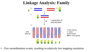 Genome wide association mapping | PDF