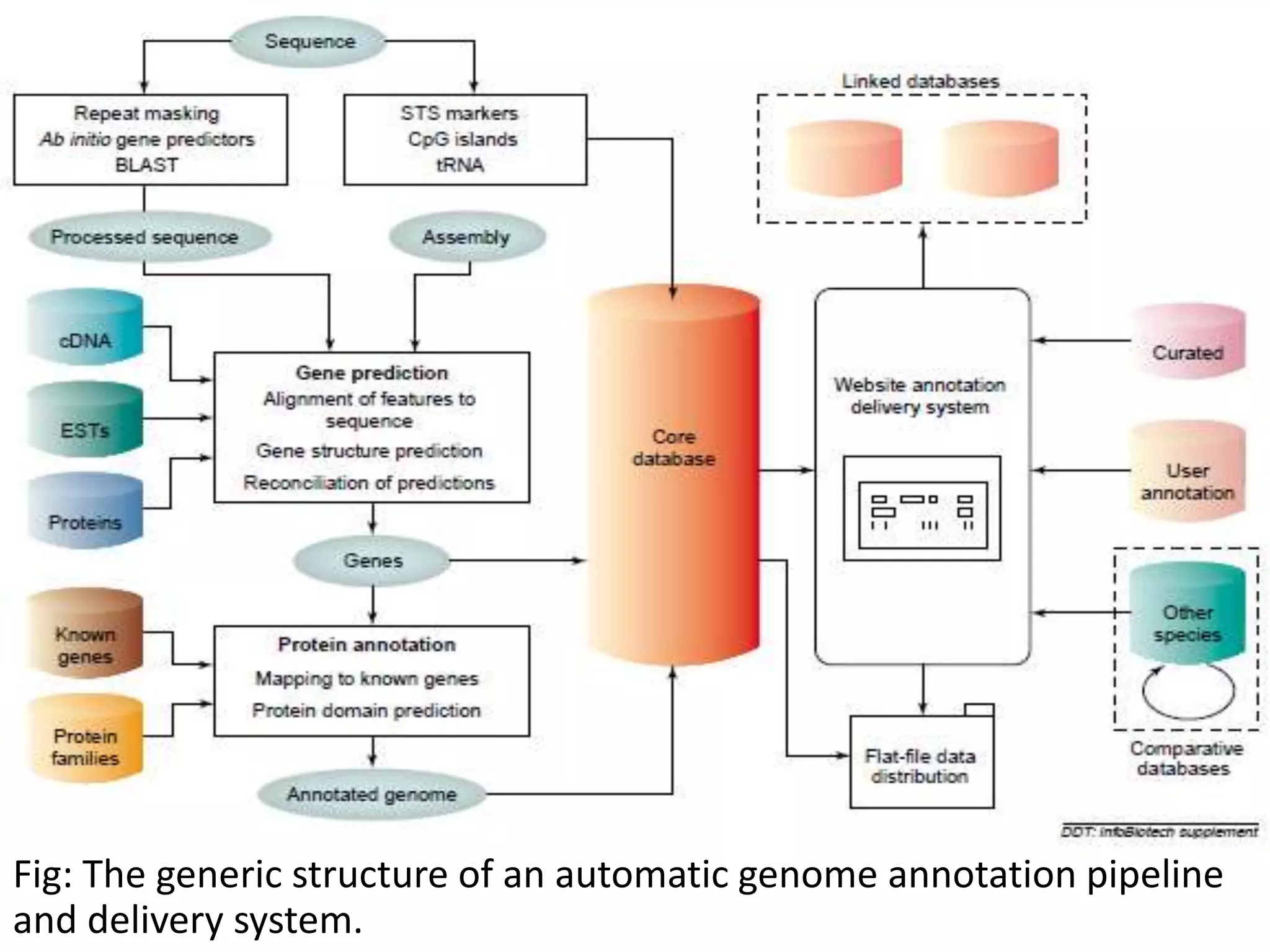 Genome annotation | PPTX