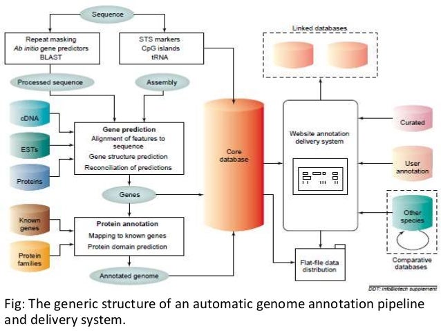Genome annotation