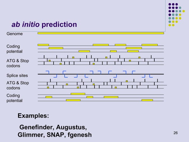 Genome annotation 2013 | PPT | Genetics | Science