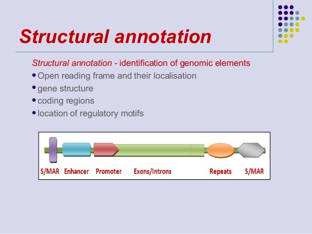 Genome Annotation 2013