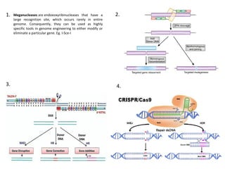 Genome editing | PPT