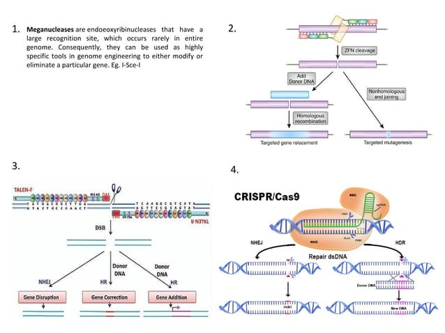 Genome editing | PPT