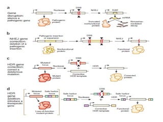 Genome editing | PPT