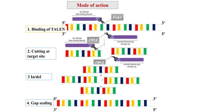 Genome editing | PPTX