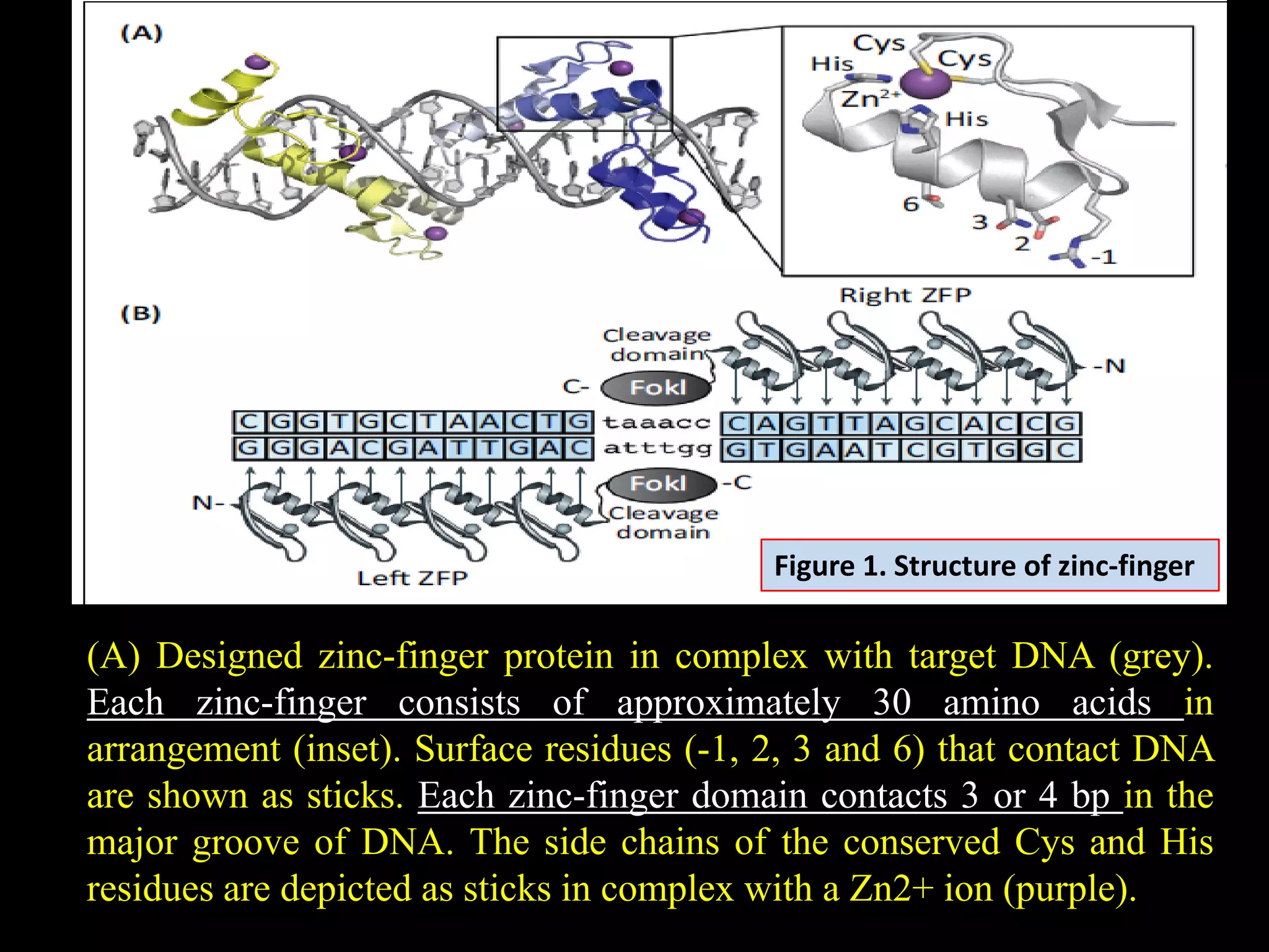 Genome editing | PDF