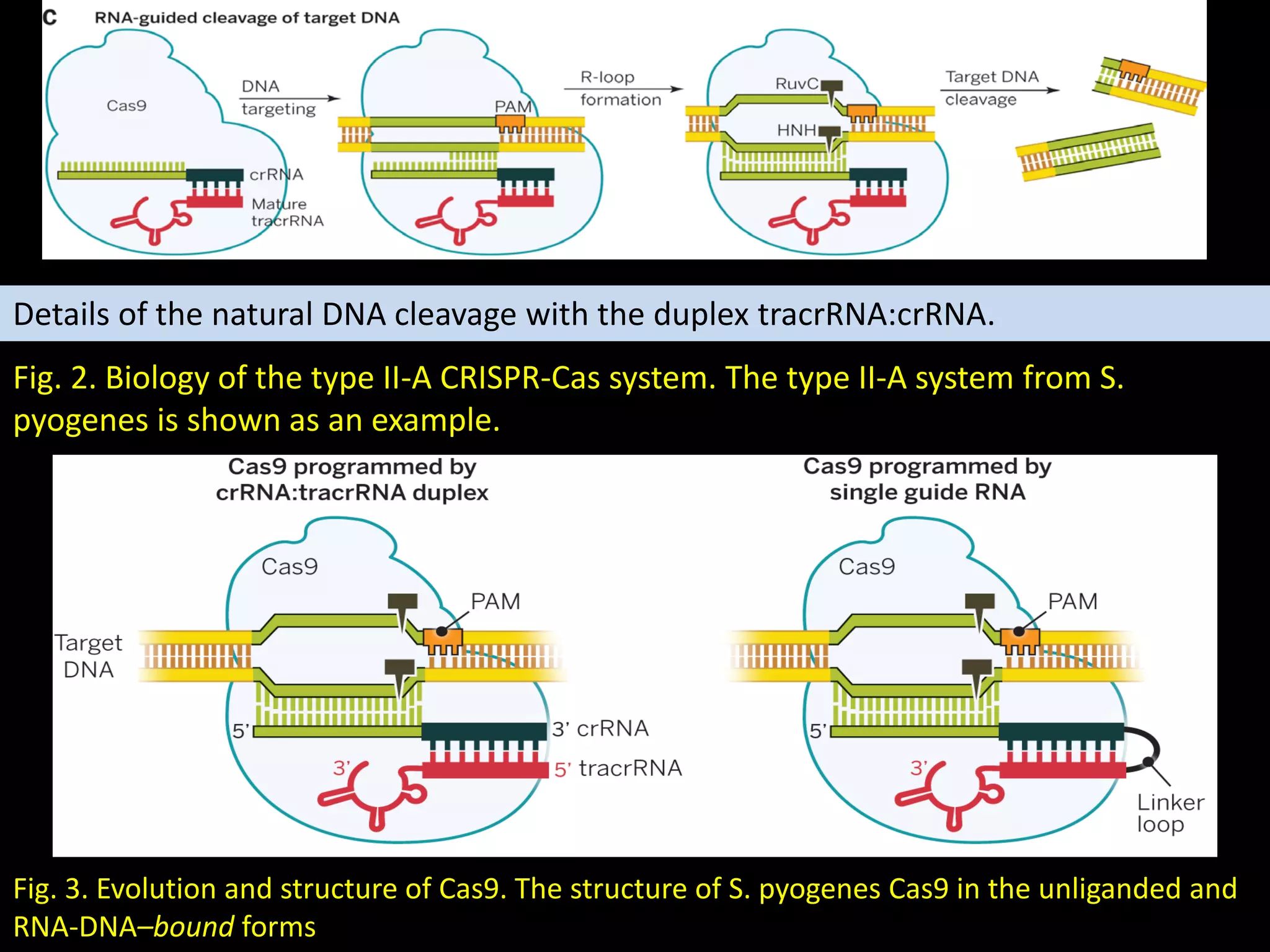 Genome editing | PDF