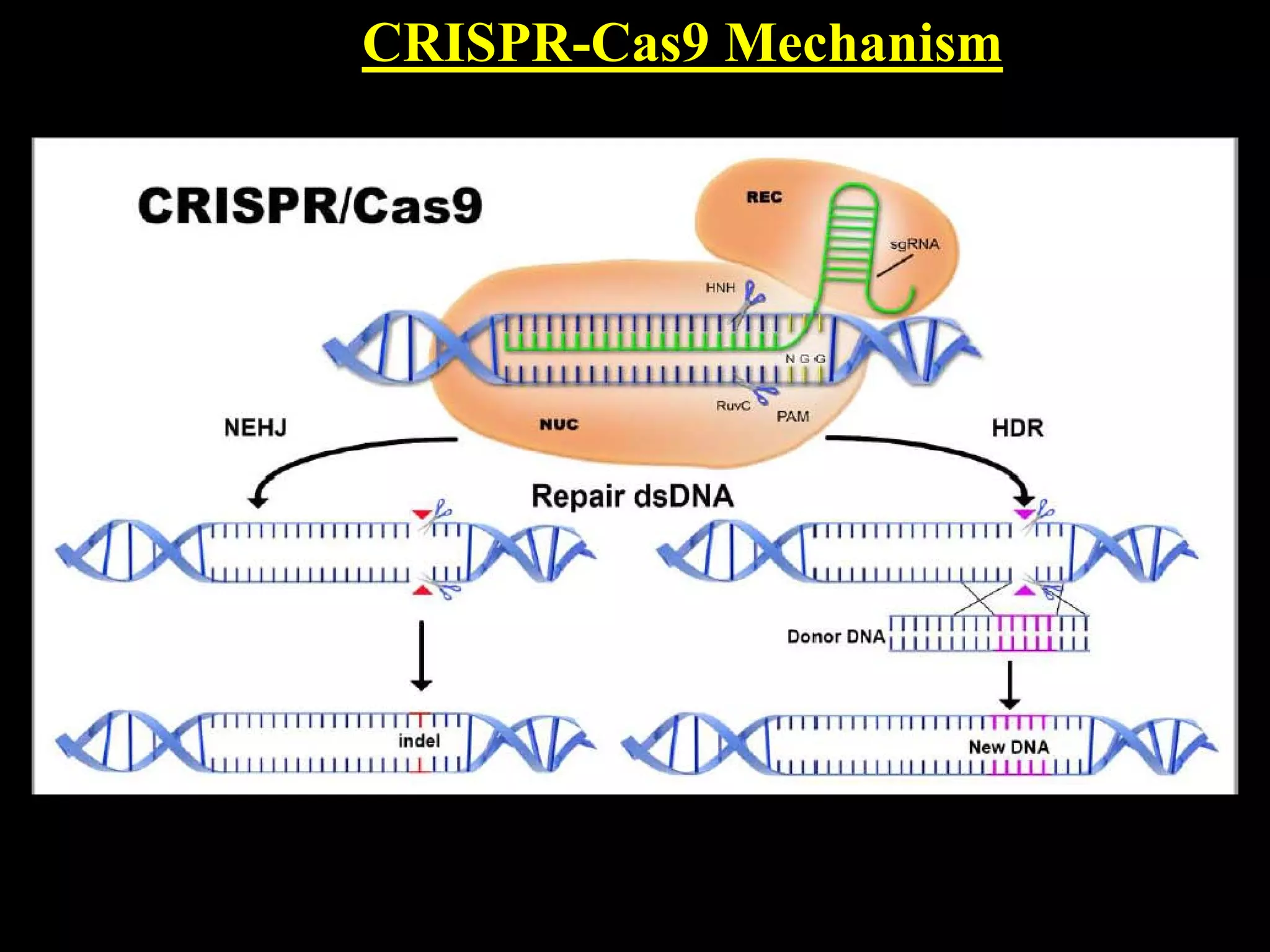 Genome editing | PDF