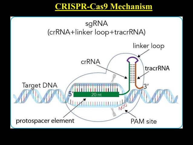 Genome editing