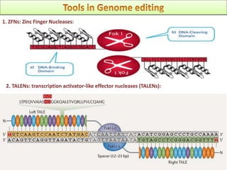 Genome editing | PPT